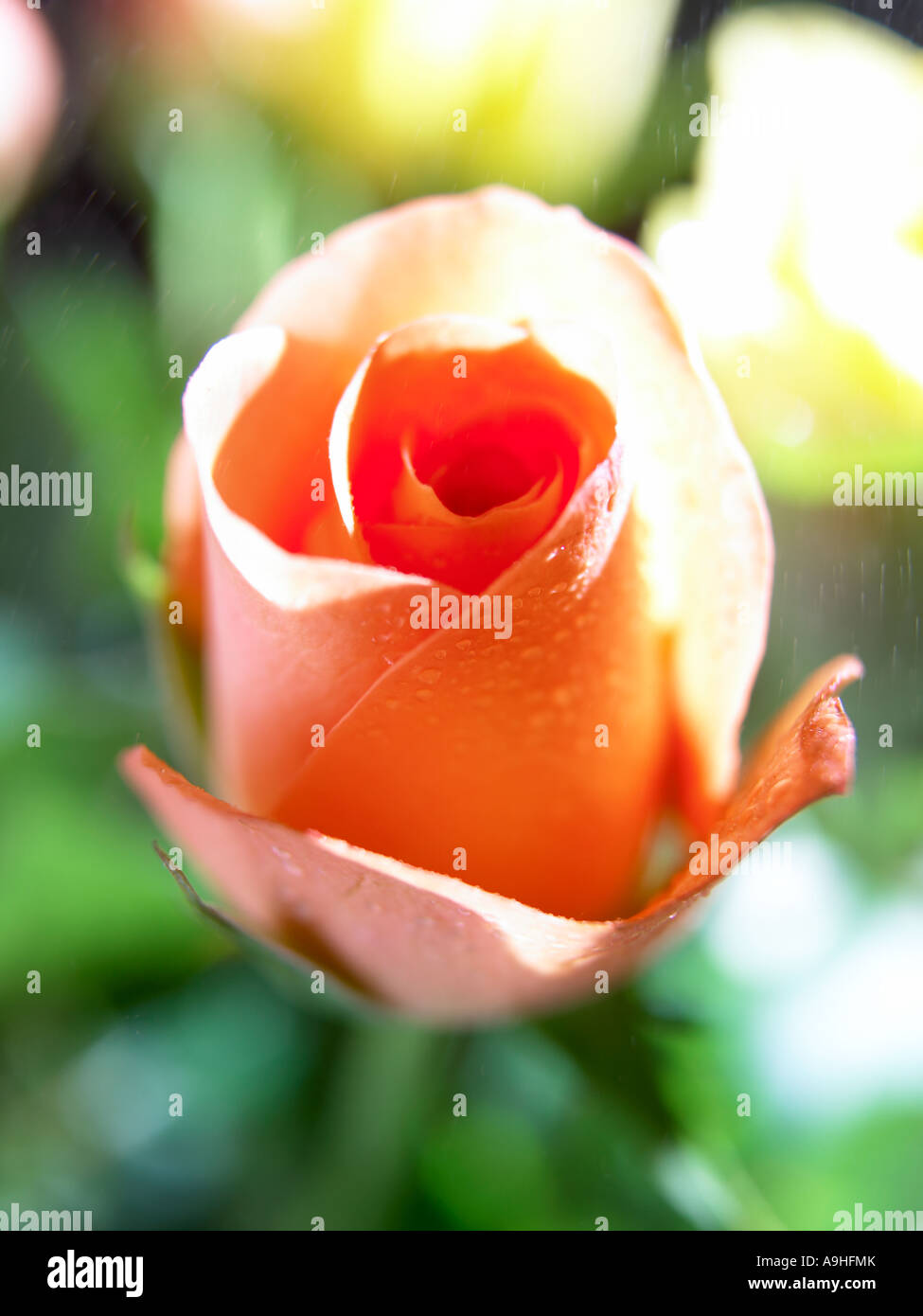 Single bloom shrub rose hi-res stock photography and images - Alamy