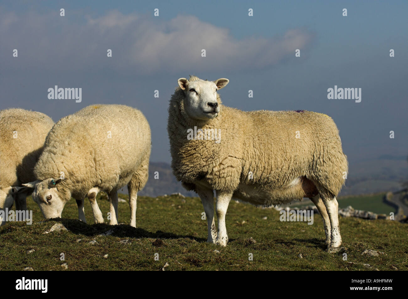 Lleyn ewe in field Stock Photo - Alamy