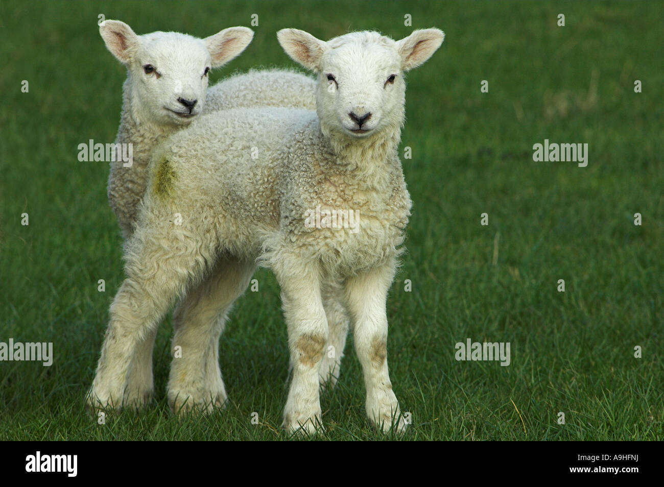 Mule X texel crossbred lambs Stock Photo - Alamy