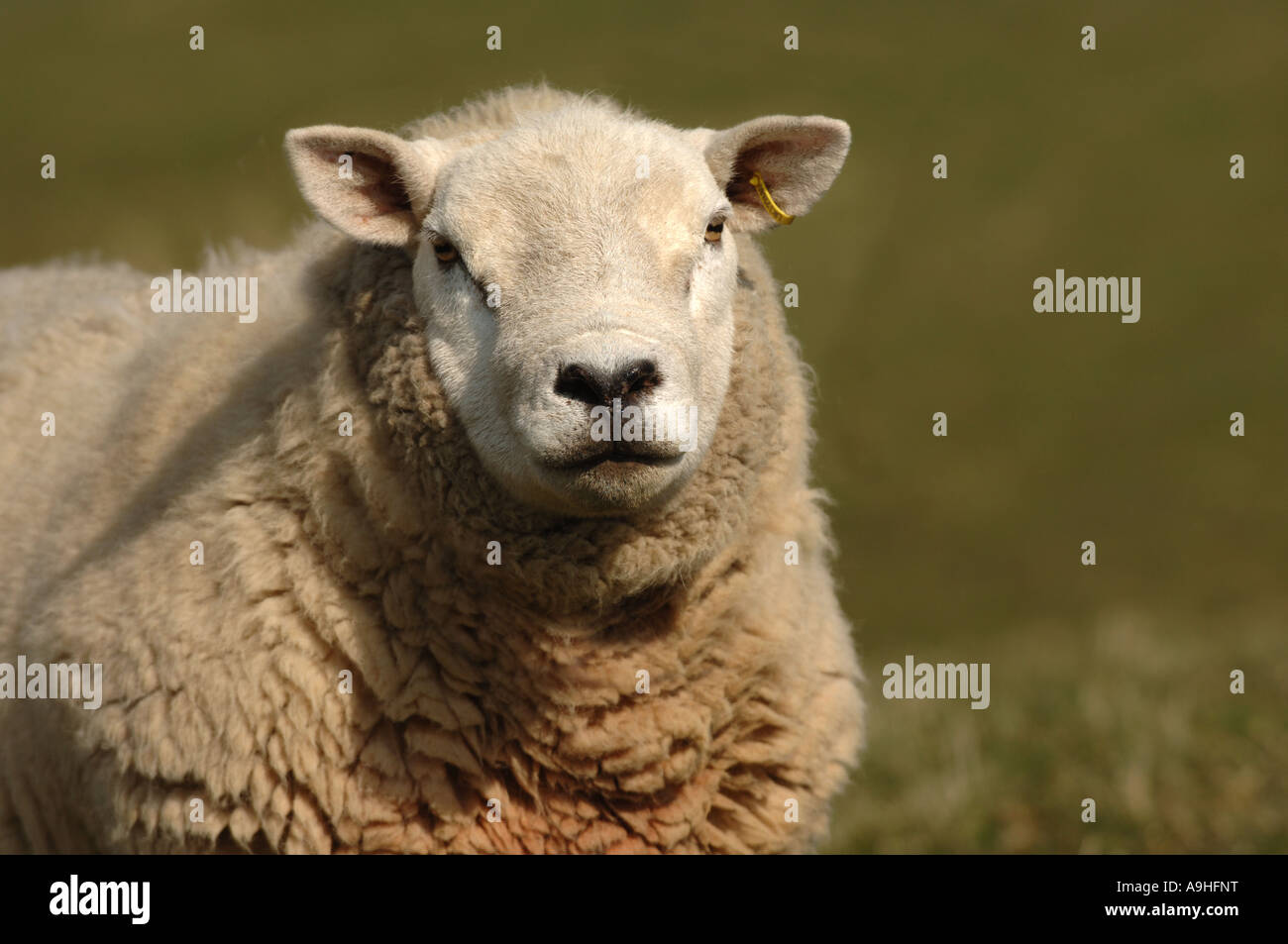 Texel Lleyn Sheep High Resolution Stock Photography and Images - Alamy