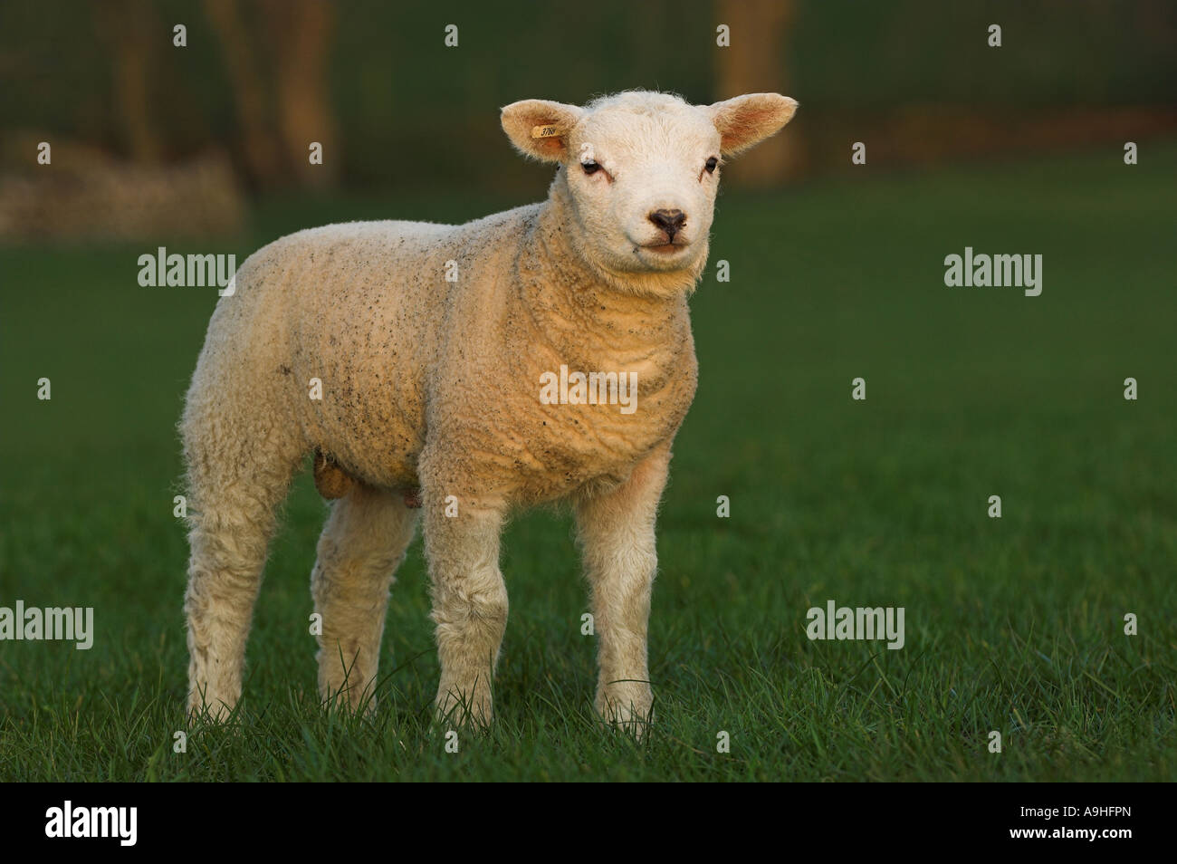 Young Beltex crossbred lamb Stock Photo - Alamy