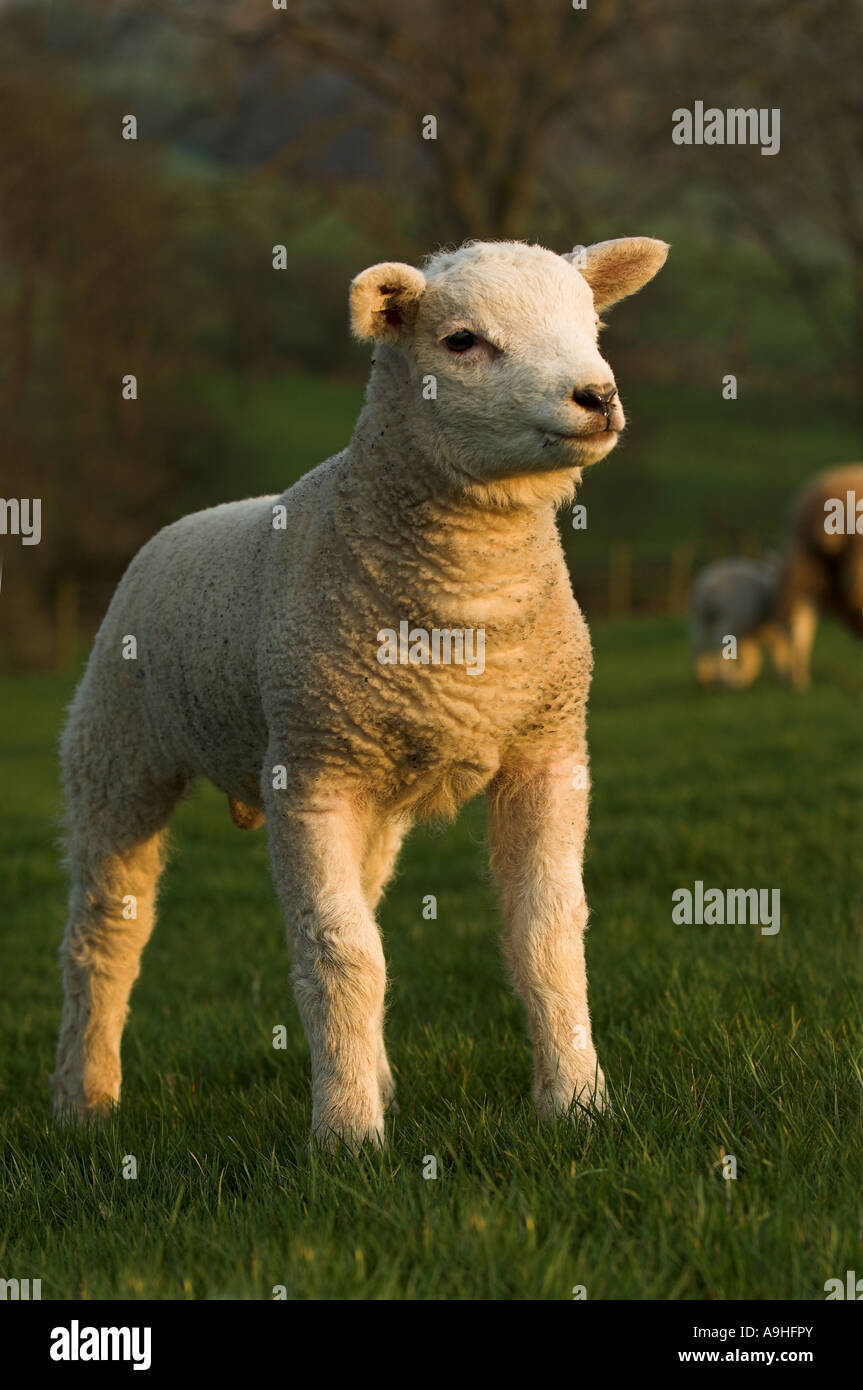 Beltex cross lamb hi-res stock photography and images - Alamy
