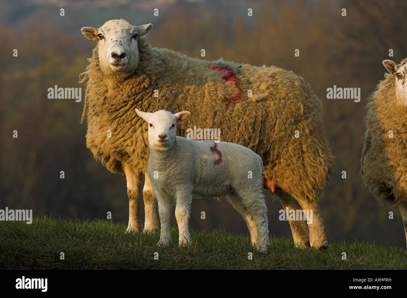 Crossbred ewe with lamb at foot Stock Photo - Alamy Crossbred ewe with lamb at foot Stock Photo - Alamy