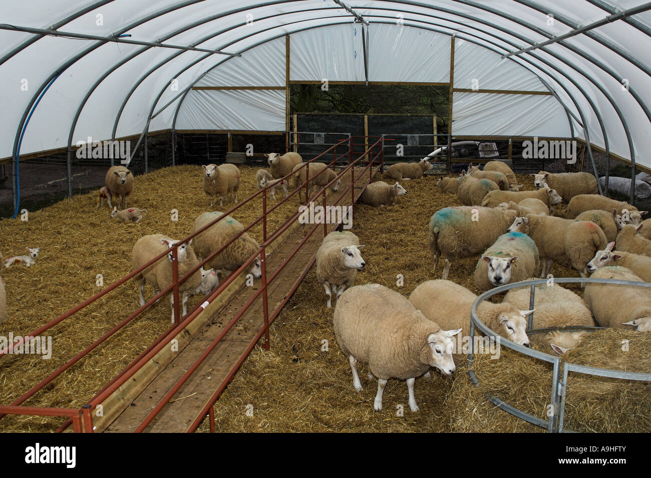 Livestock polytunnel hi-res stock photography and images - Alamy