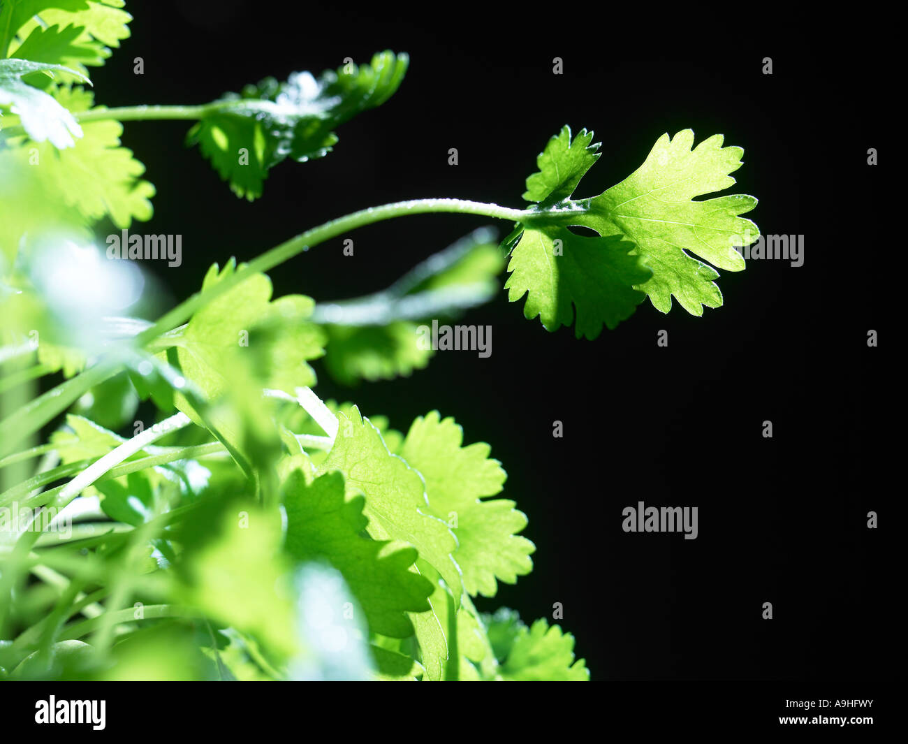 fresh coriander leaves Stock Photo - Alamy
