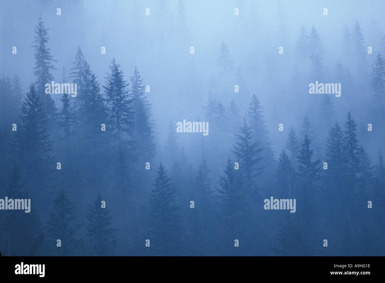 Mist surrounds a conifer forest in BC Canada Stock Photo - Alamy