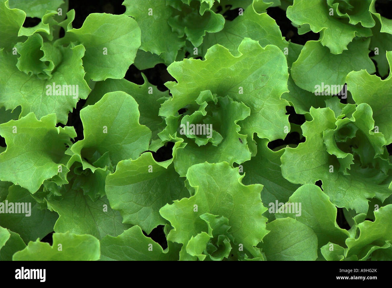 Organic lettuce growing on farm Stock Photo - Alamy