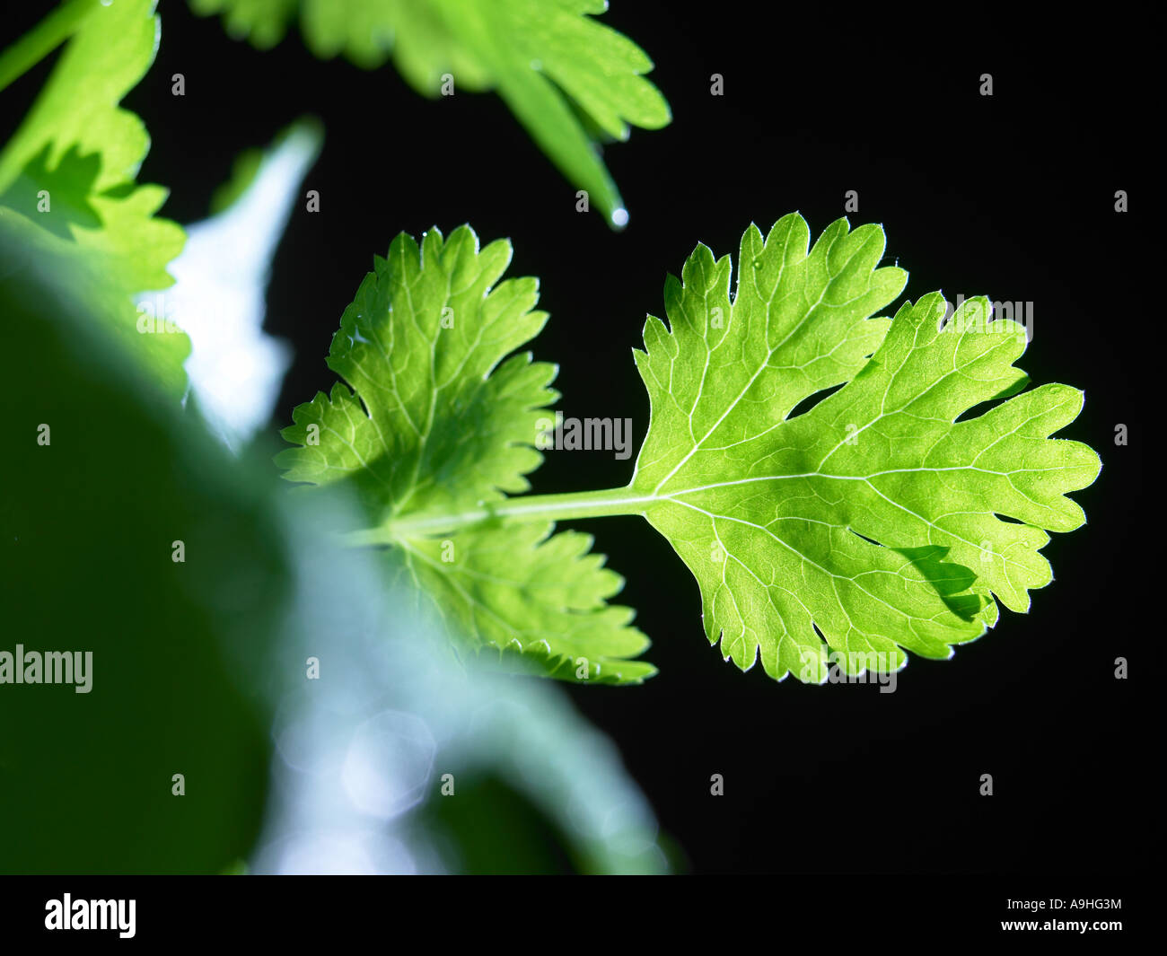 fresh coriander leaves Stock Photo - Alamy