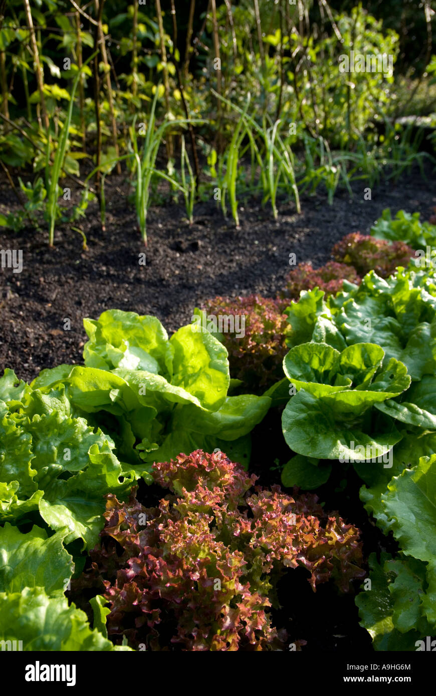 Rows of mixed vegetables Stock Photo - Alamy