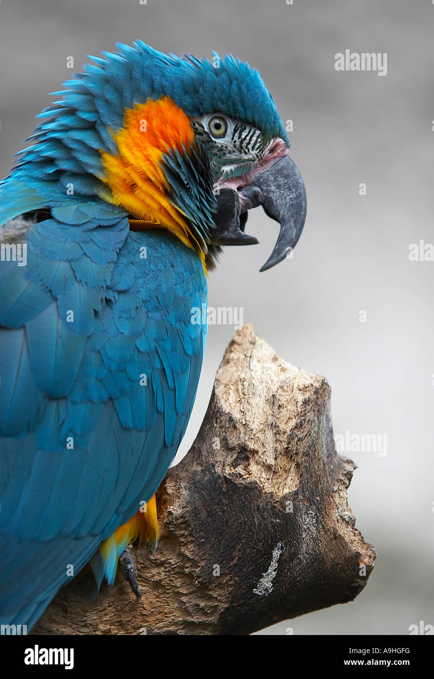 Blue Throated Macaw Stock Photo - Alamy