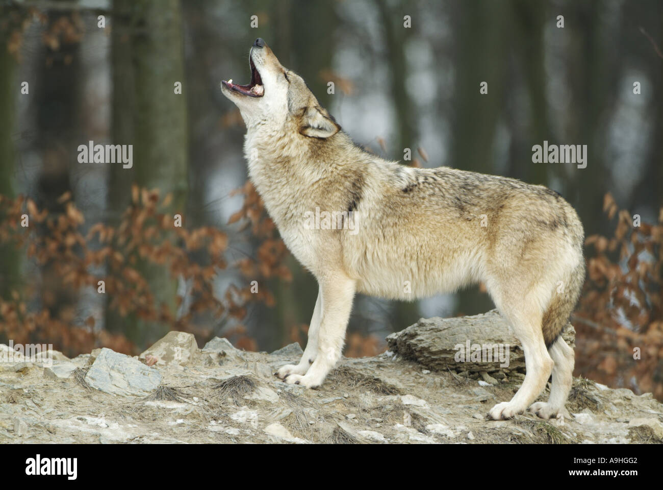 Wolf Sitting Side View Howling