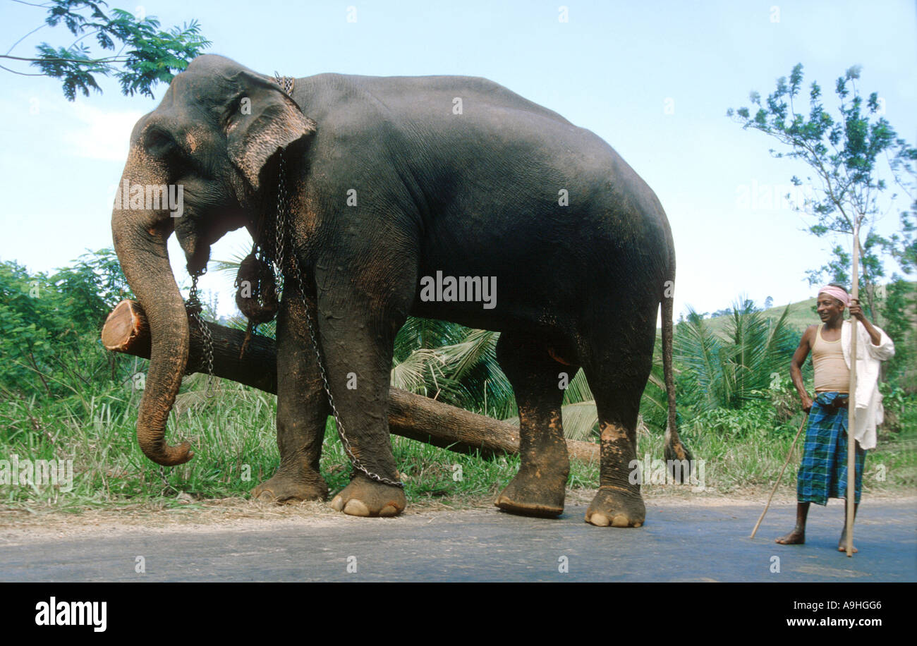 Indian elephant (Elephas maximus indicus, Elephas maximus bengalensis ...