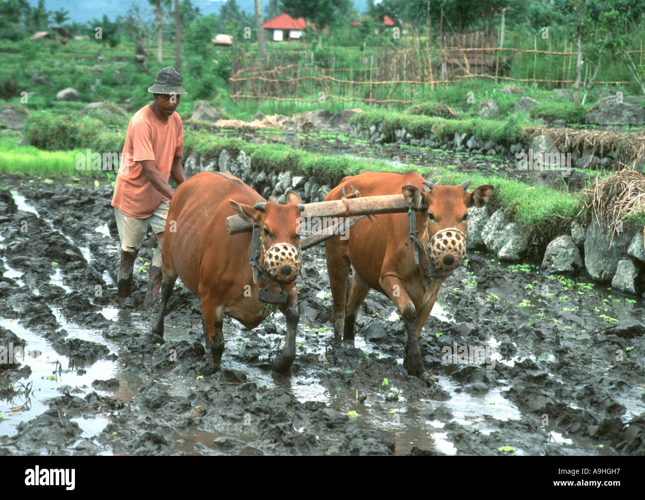 Ox pulling plough hi-res stock photography and images - Alamy