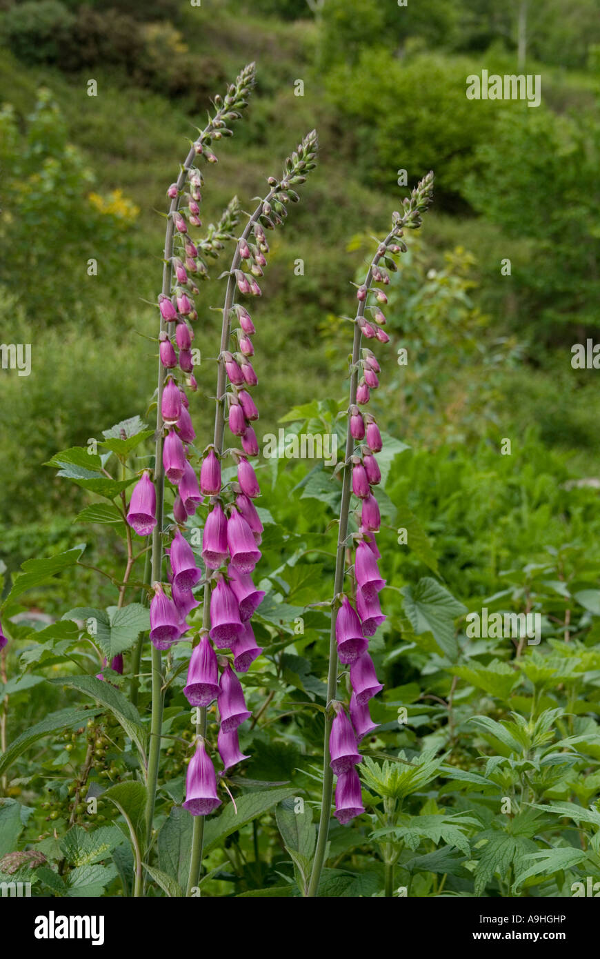 Foxgloves, Digitalis purpurea growing in a garden, Wales, UK Stock ...