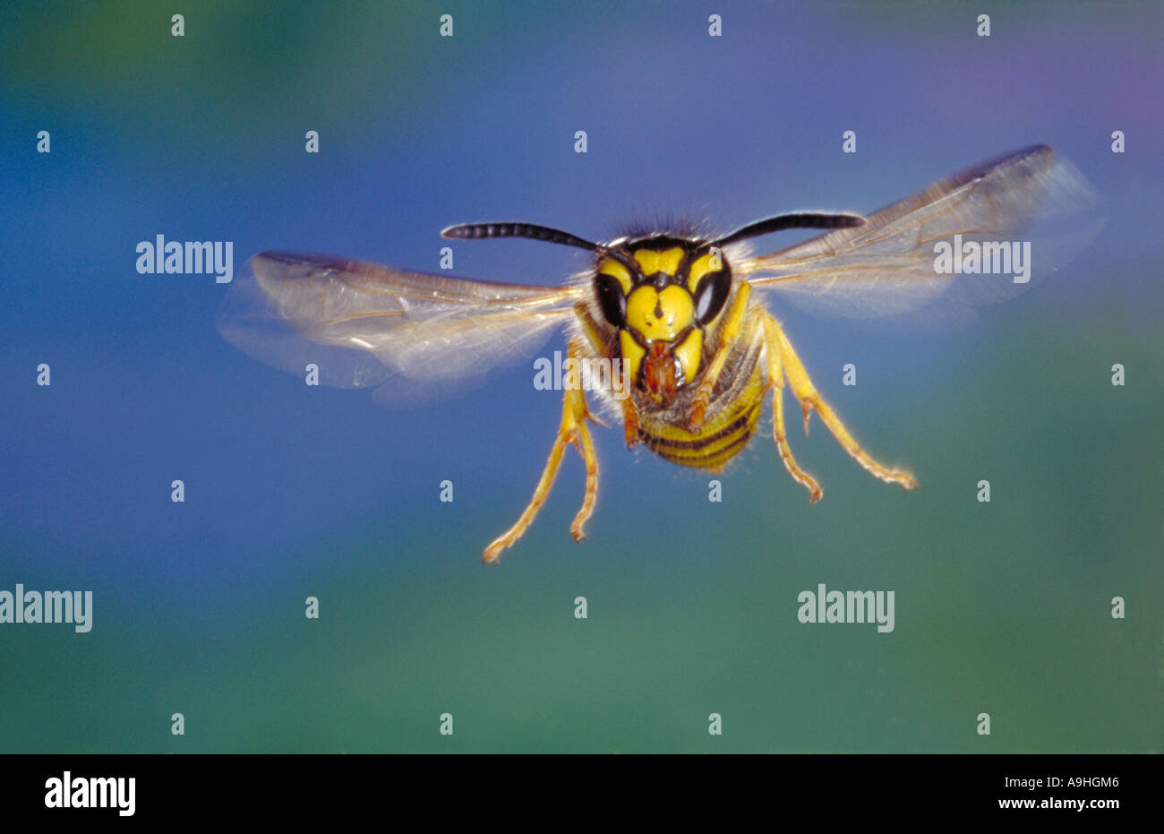 German wasp (Vespula germanica), flying Stock Photo - Alamy