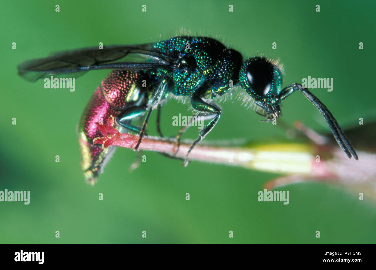 common gold wasp, ruby-tail, ruby-tailed wasp (Chrysis ignita), sitting ...