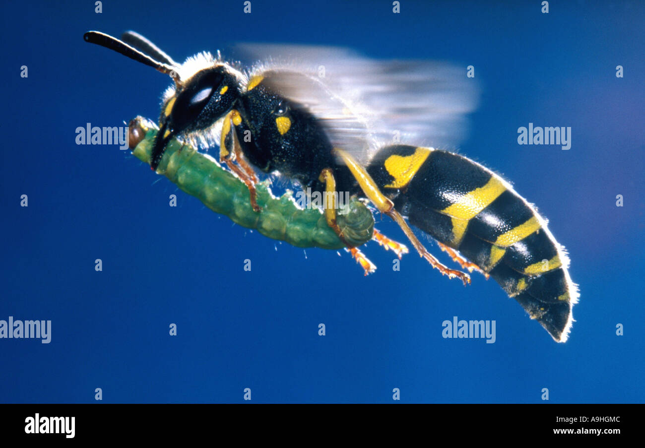 potter wasp (Ancistrocerus nigricornis), flying with prey Stock Photo ...