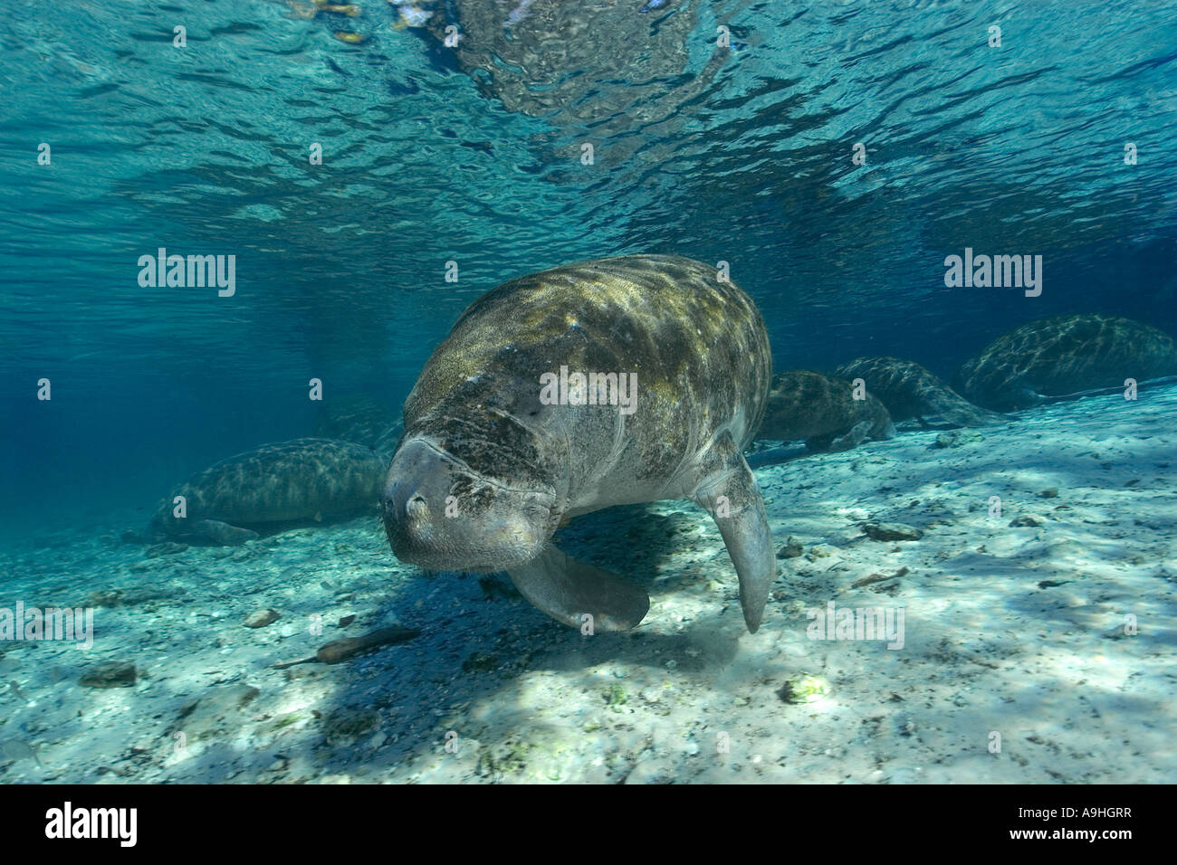Florida manatee Trichechus manatus latirostris Crystal River Florida ...