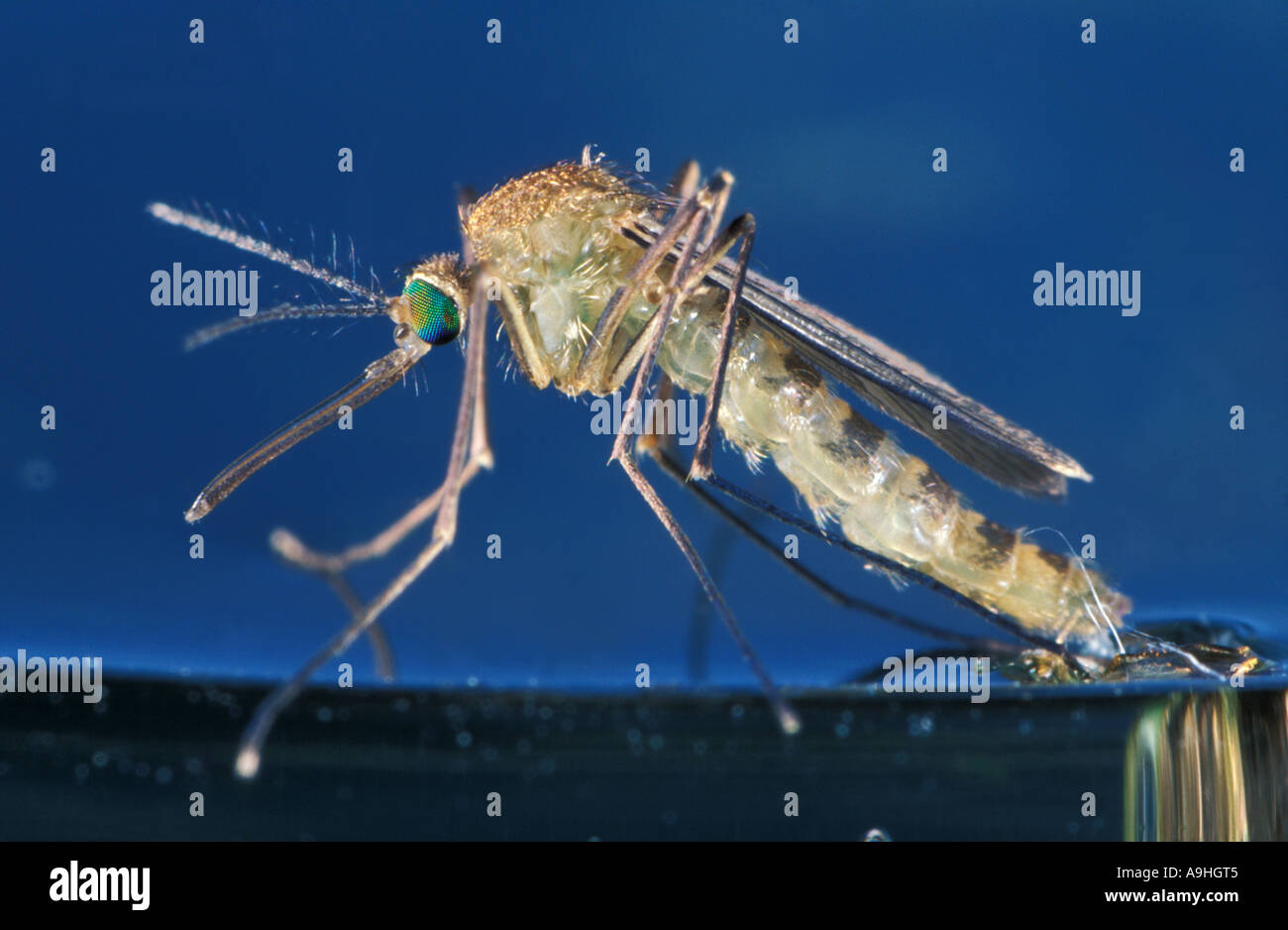 house mosquito, northern common house mosquito, common gnat, house gnat ...