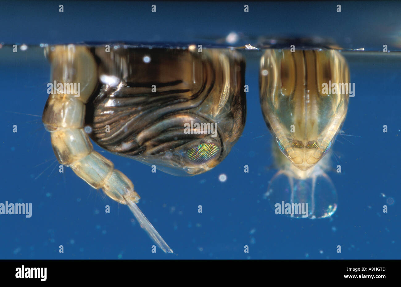 house mosquito, northern common house mosquito, common gnat, house gnat ...