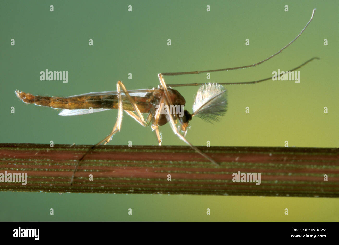 nonbiting midge, gnat (Chironomus spec Stock Photo - Alamy