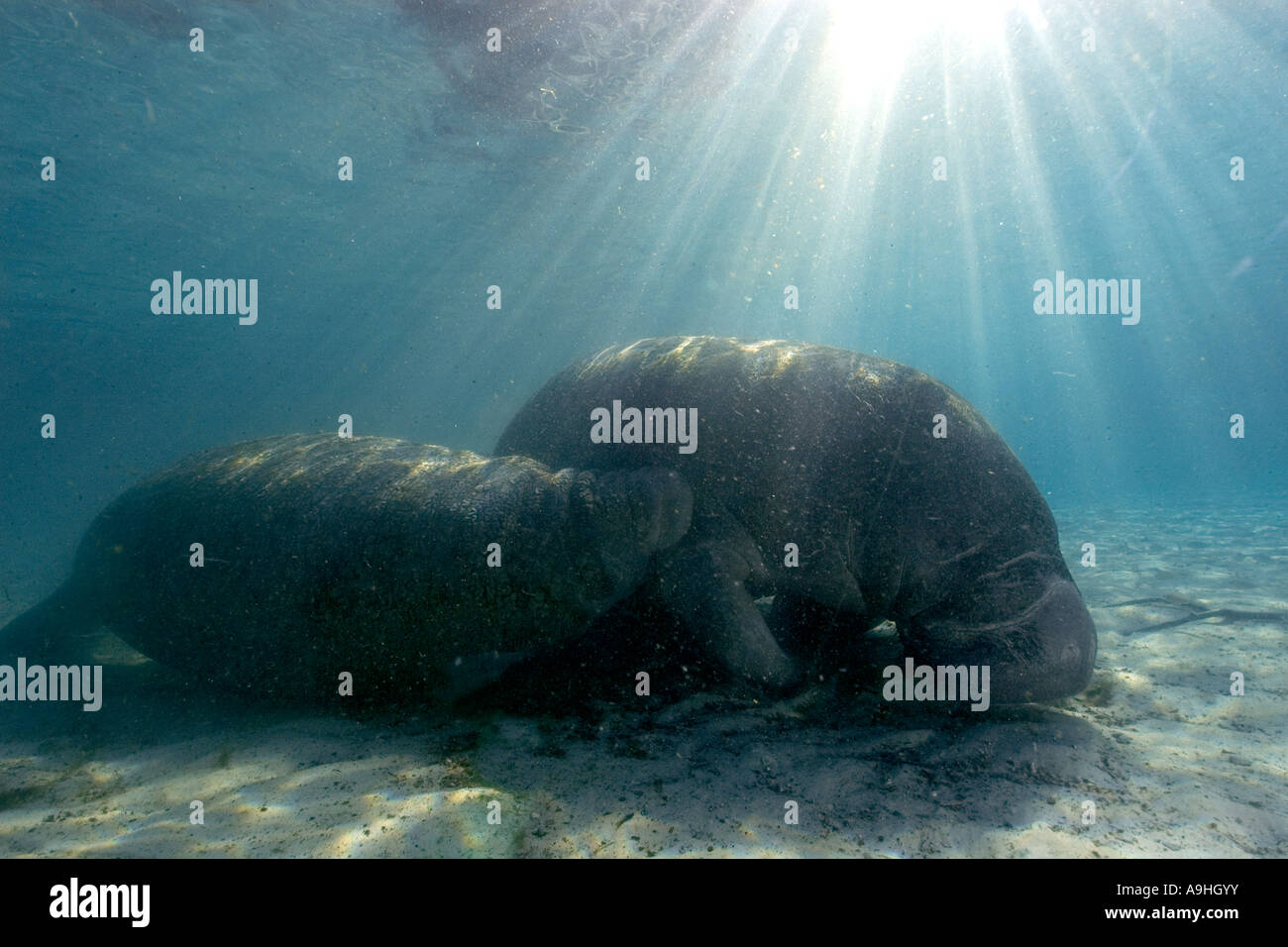 Florida manatees Trichechus manatus latirostris mother nursing calf ...