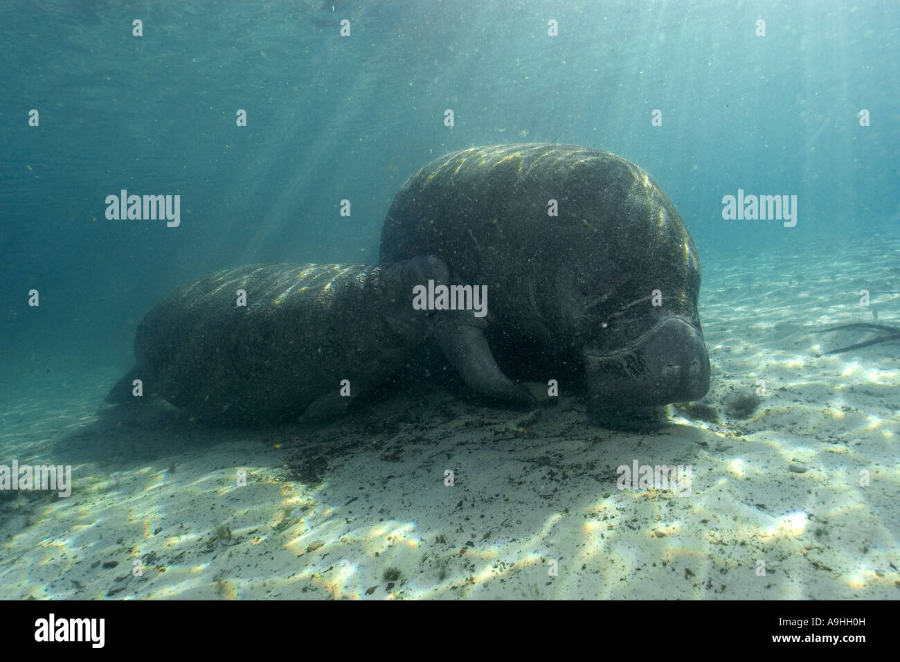 Florida manatees Trichechus manatus latirostris mother nursing calf ...