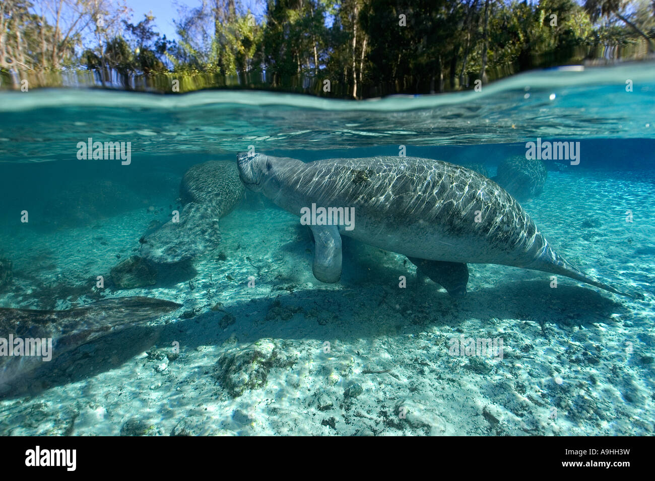 Florida manatee Trichechus manatus latirostris surfaces to breathe ...