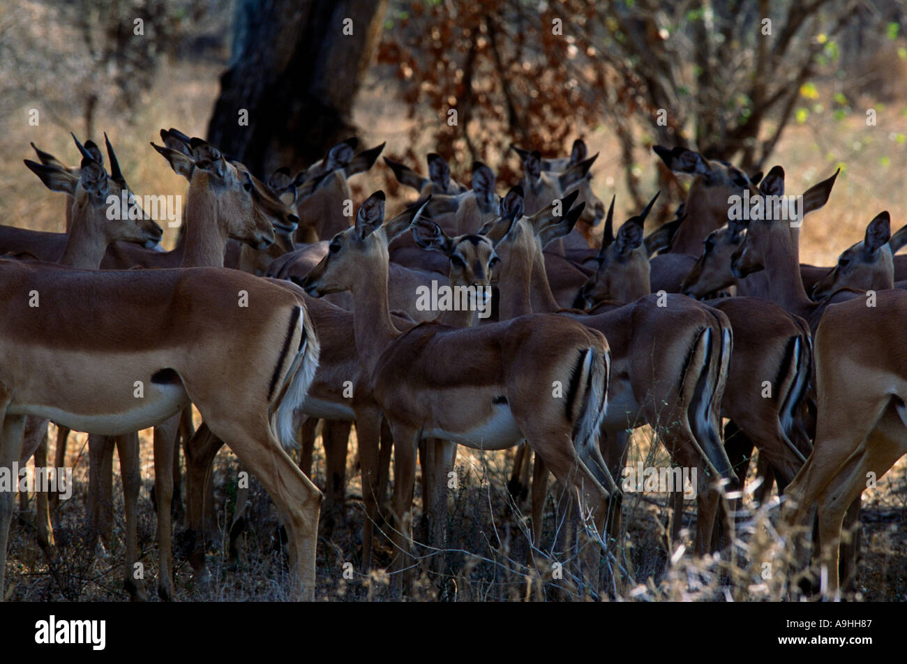Impala shading from the miday sun in Kruger Park Stock Photo - Alamy