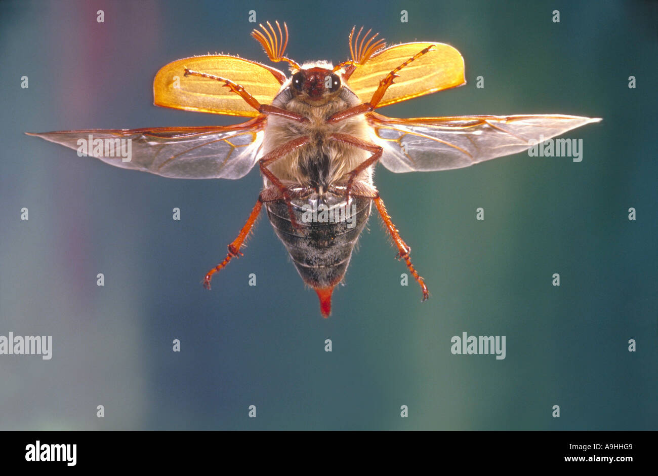 common cockchafer, maybug (Melolontha melolontha), flying Stock Photo ...