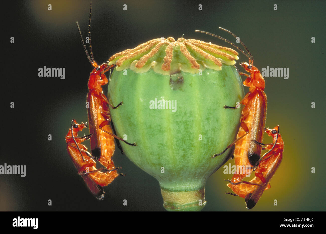 common red soldier beetle bloodsucker beetle hogweed bonking beetle ...