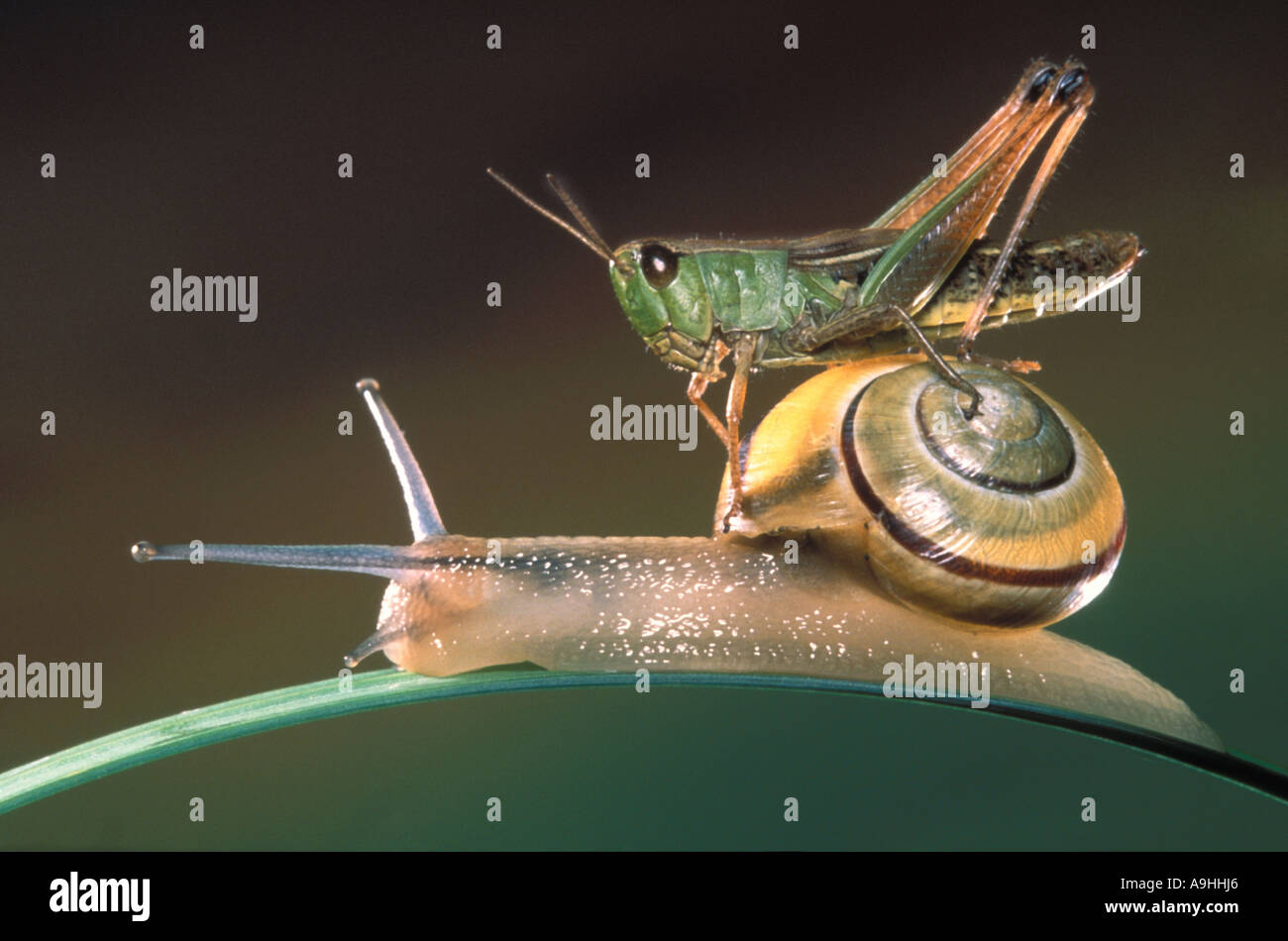 White banded grasshopper hi-res stock photography and images - Alamy