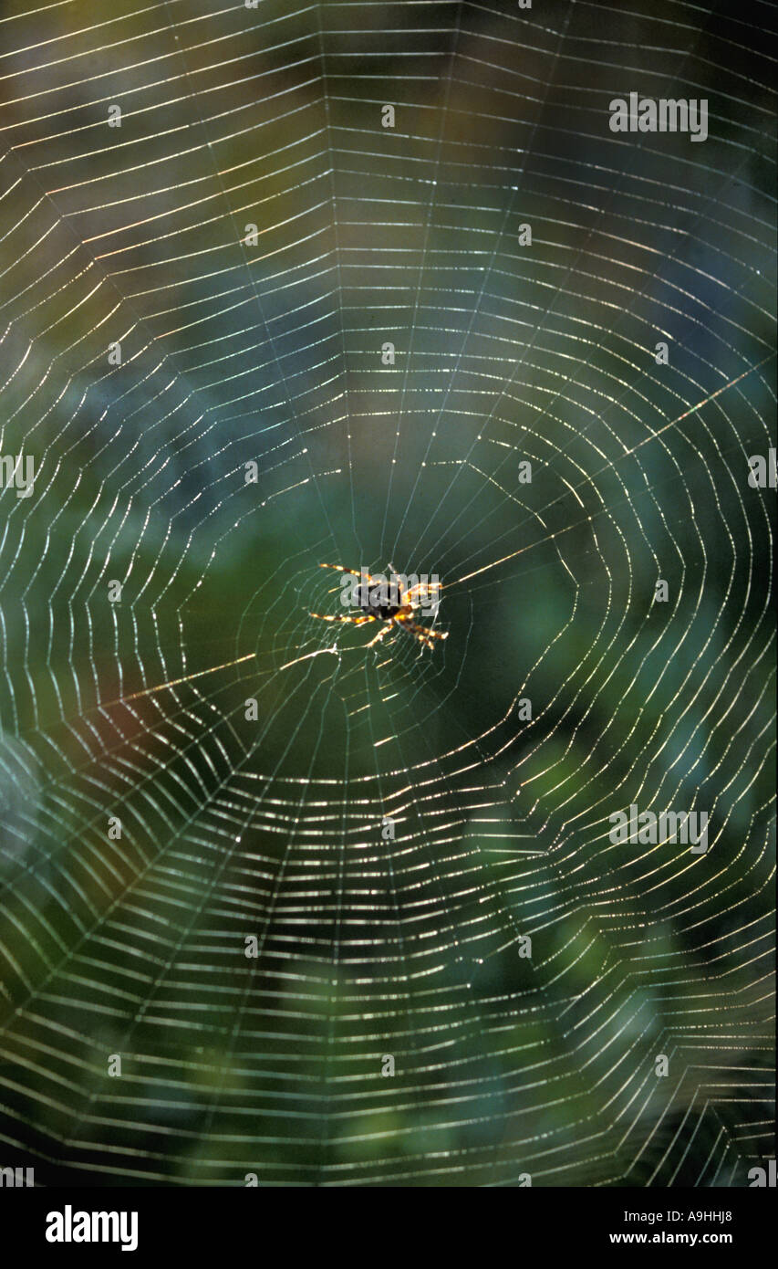cross orbweaver, European garden spider, cross spider (Araneus ...