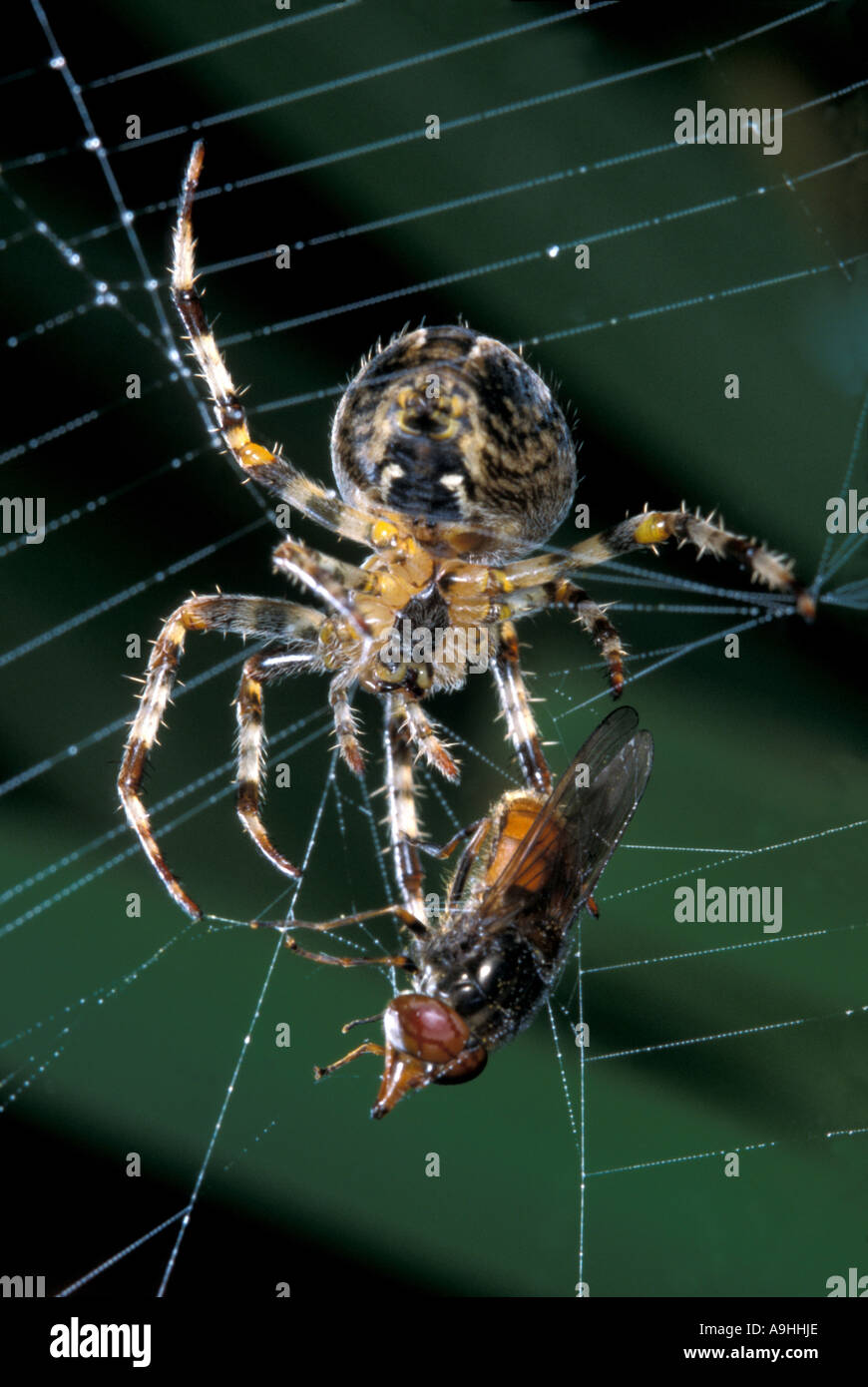 cross orbweaver, European garden spider, cross spider (Araneus ...