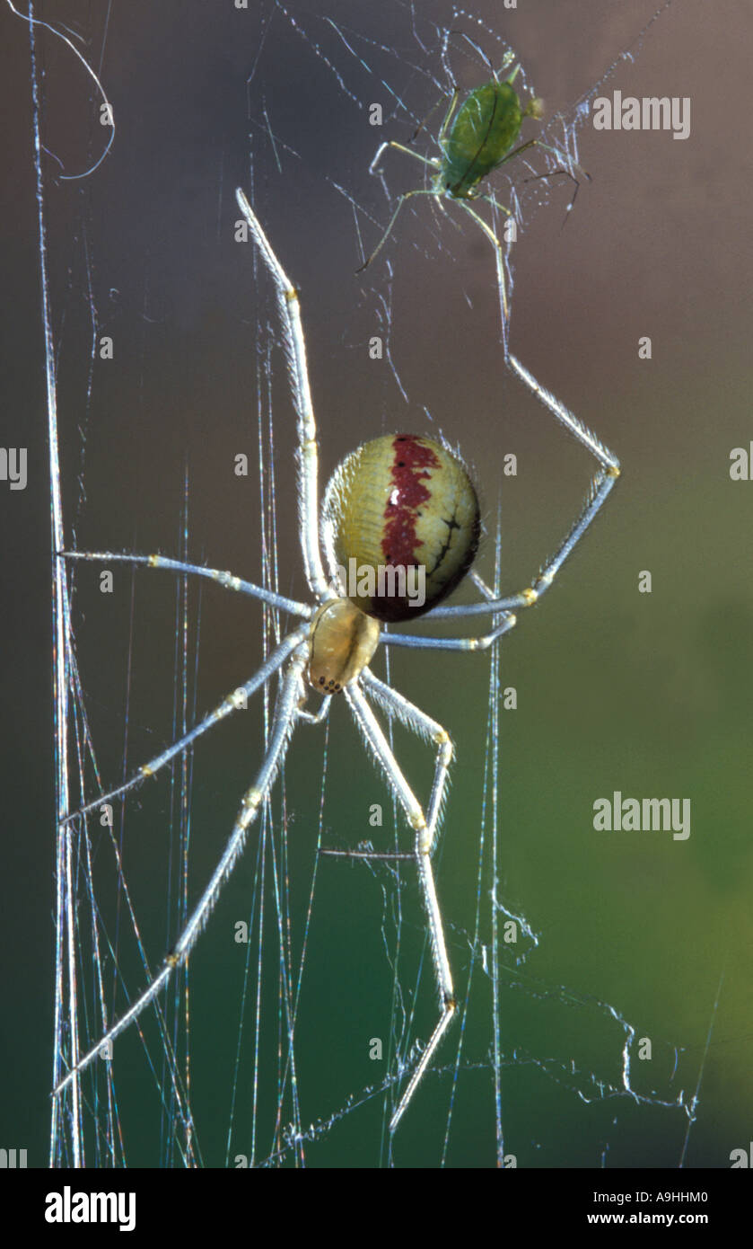 Scaffolding web spiders theridiidae hi-res stock photography and images ...