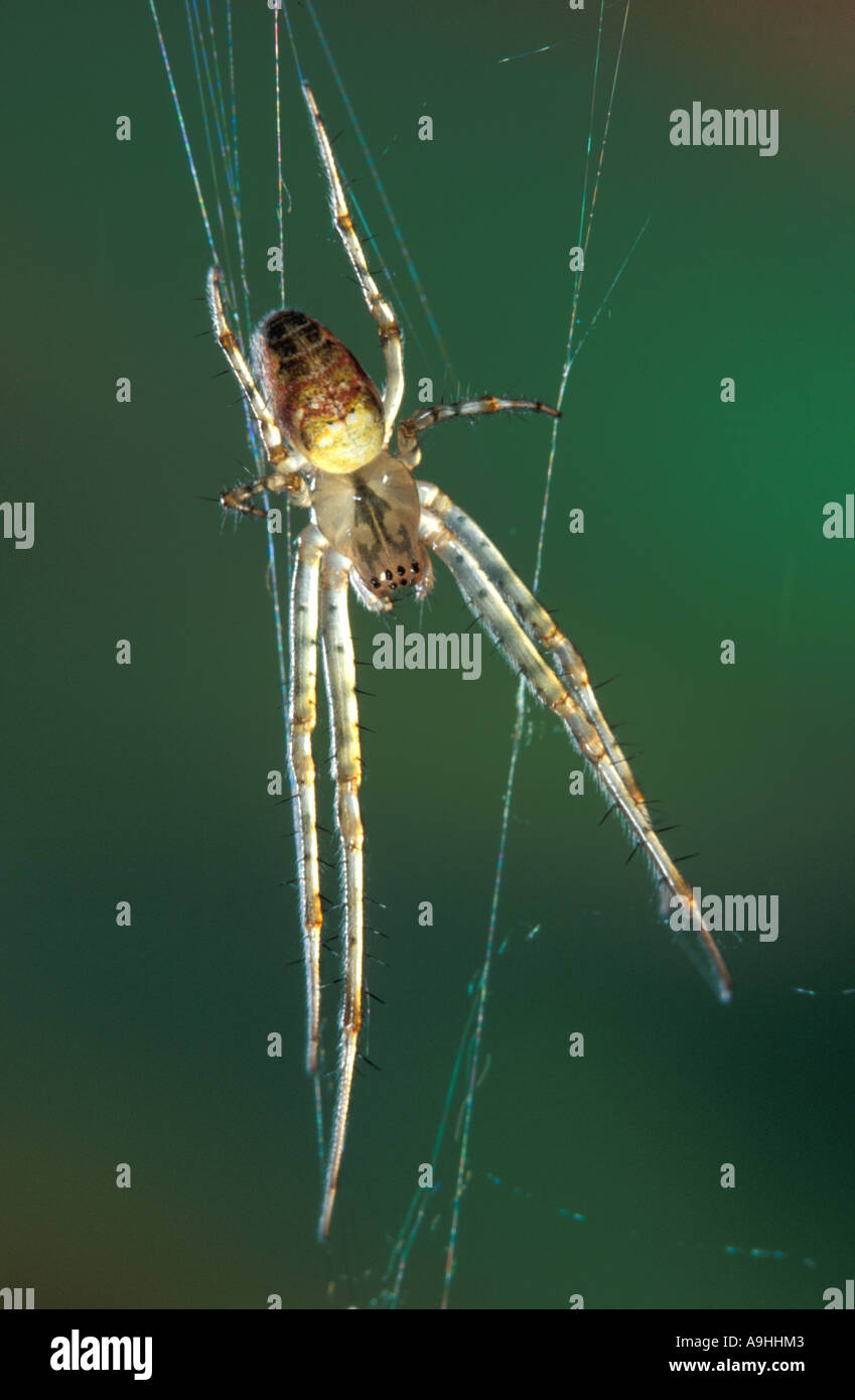 long-jawed spider (Metellina spec.), in cobweb Stock Photo - Alamy