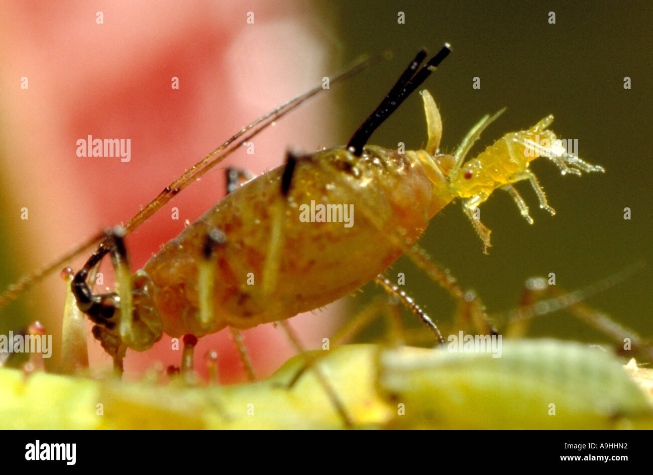 Aphid insect birth hi-res stock photography and images - Alamy