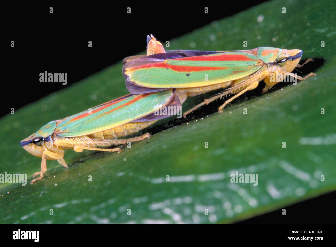 redbanded leafhopper (Graphocephala coccinea), mating Stock Photo - Alamy