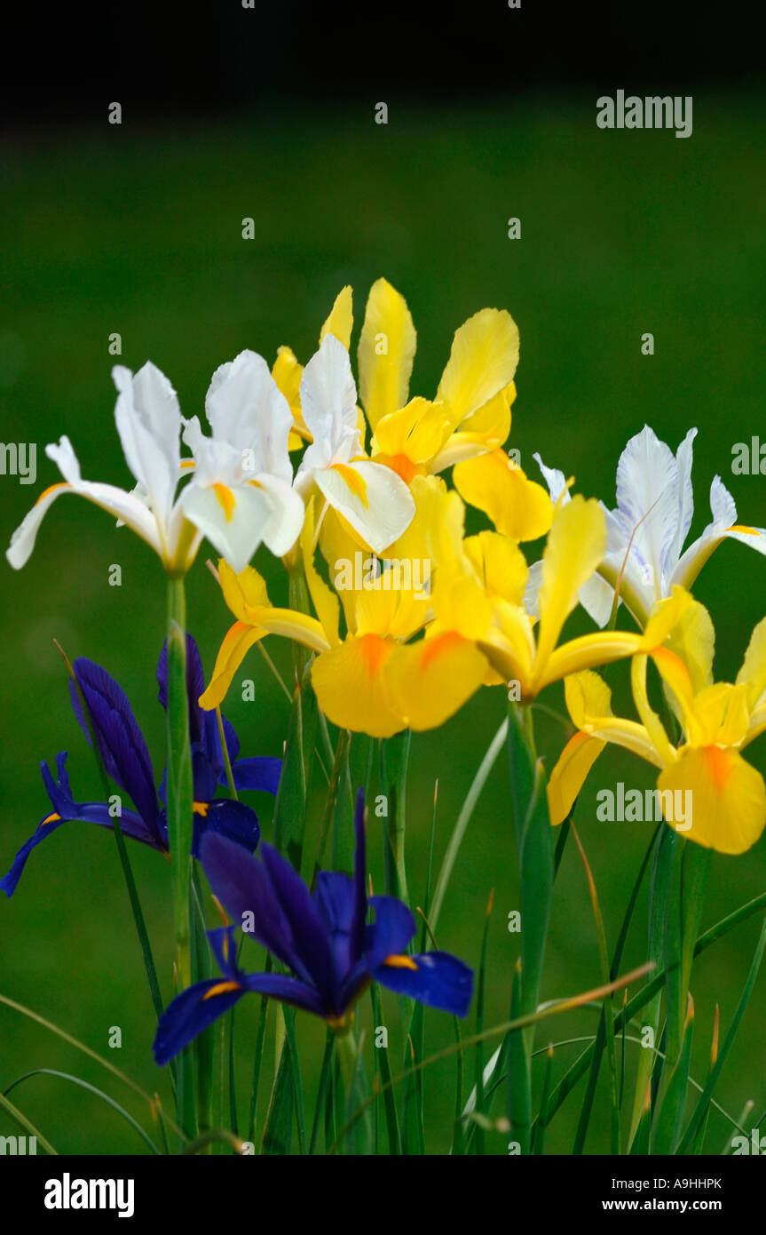A Variety Of Different Colored Irises Stock Photo - Alamy