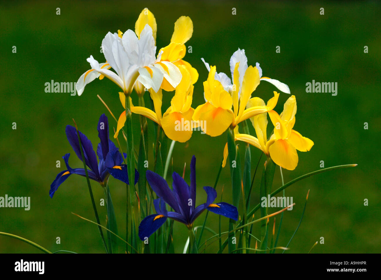 Variety of irises hi-res stock photography and images - Alamy