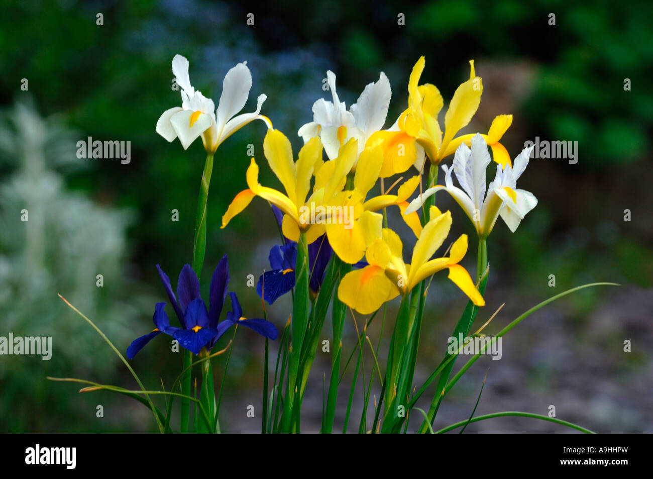 A Variety Of Different Colored Irises Stock Photo - Alamy