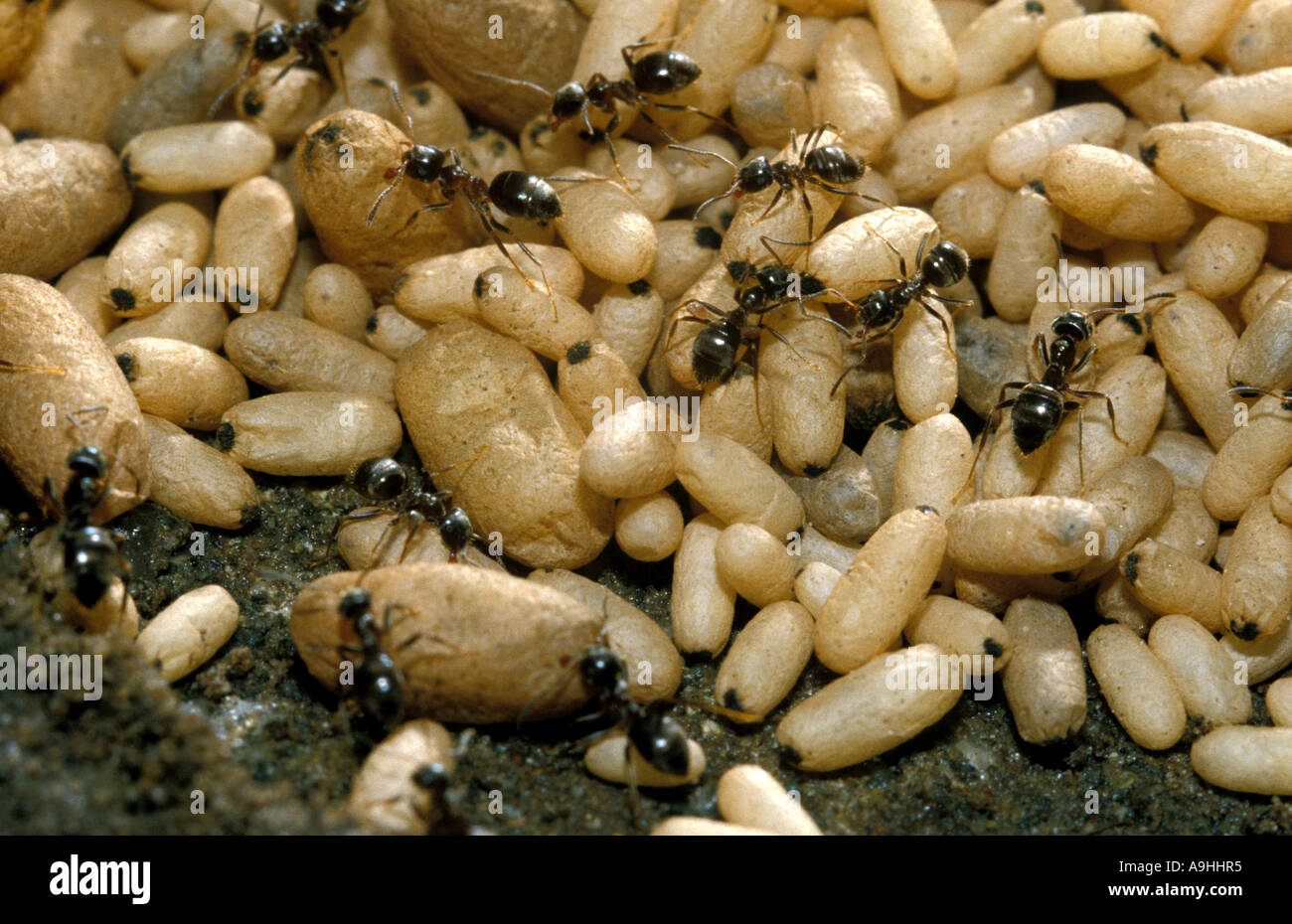 negro ant (Formica fusca), animals with larvas Stock Photo - Alamy