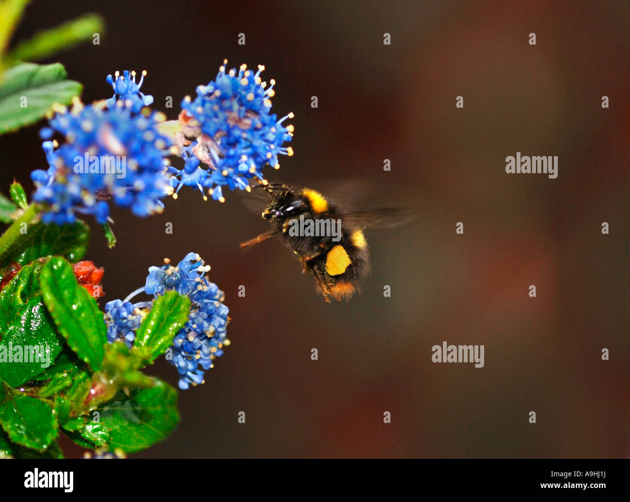 Flying bee flowers hi-res stock photography and images - Alamy