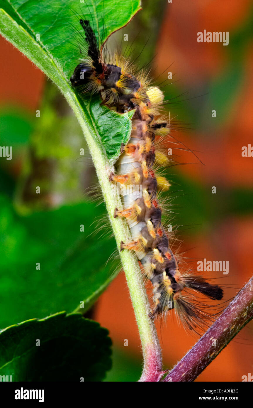 Vapourer Moth Larva Stock Photo - Alamy