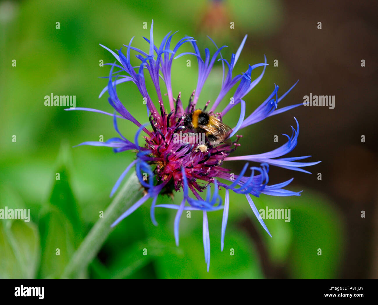 Bee Inside A Cornflower Stock Photo - Alamy