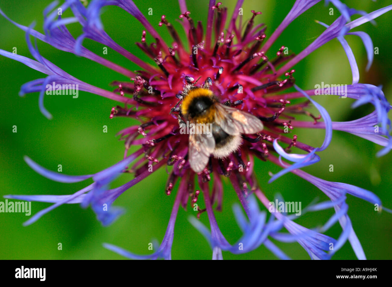 Bee Inside A Cornflower Stock Photo - Alamy