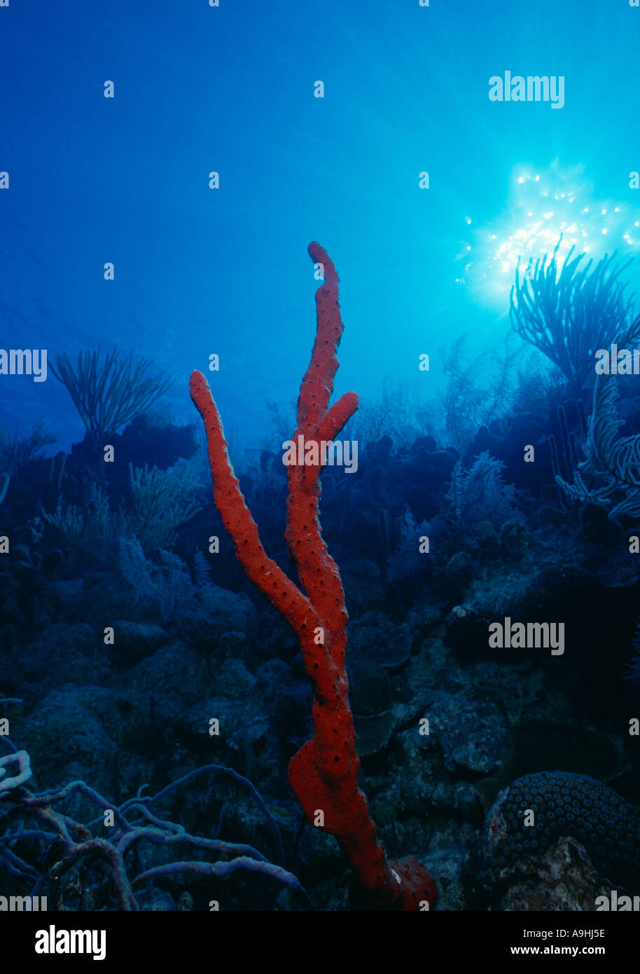 Rope sponge hi-res stock photography and images - Alamy