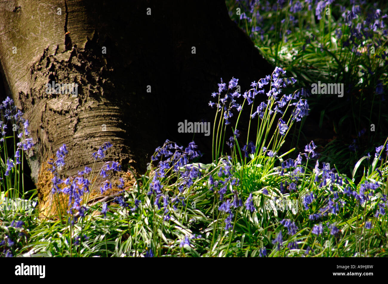 Wild Bluebells Growing Around The Base Of A Tree Stock Photo - Alamy
