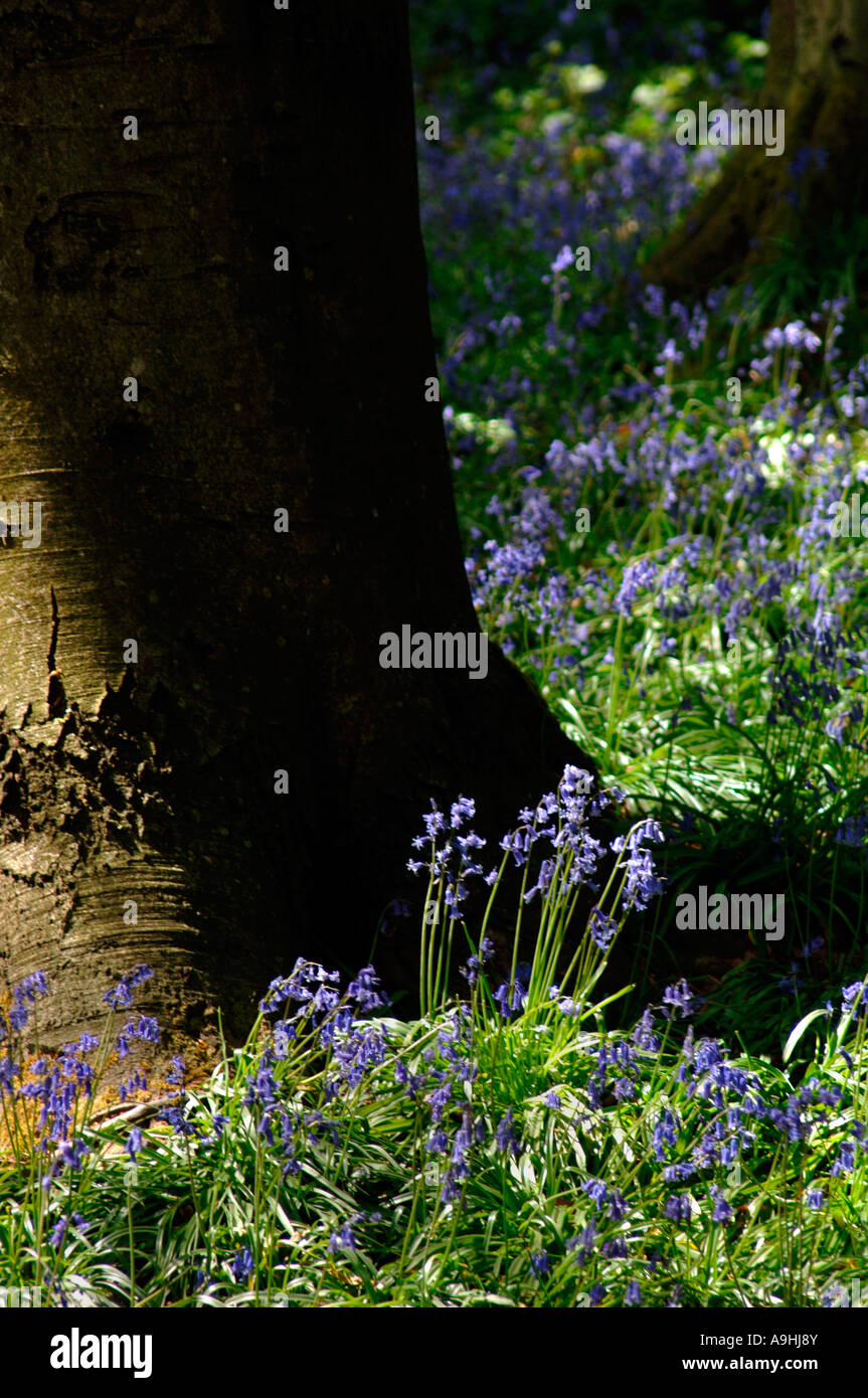 Wild Bluebells Growing Around The Base Of A Tree Stock Photo - Alamy