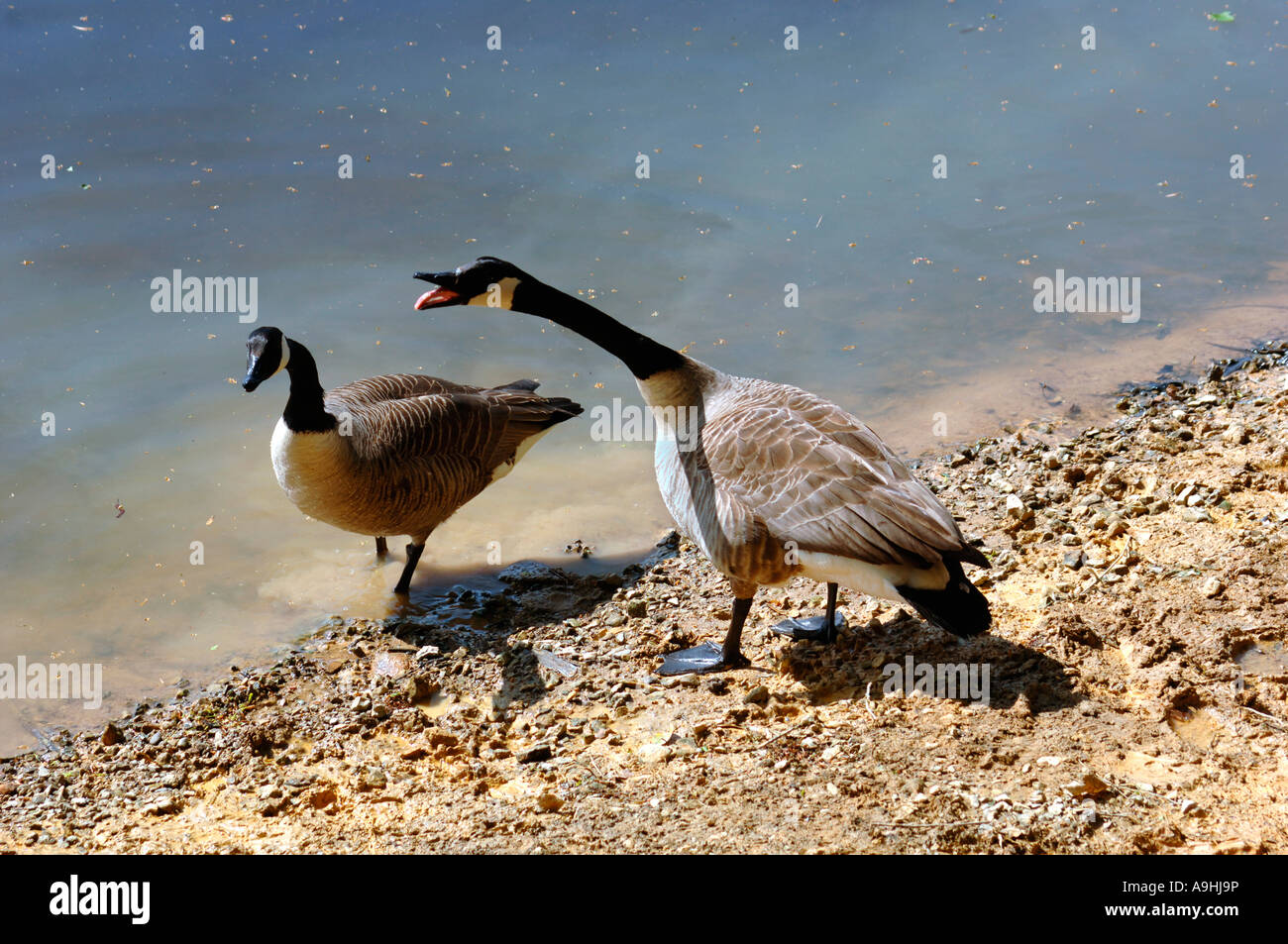 A Pair Of Canada Geese Stock Photo - Alamy